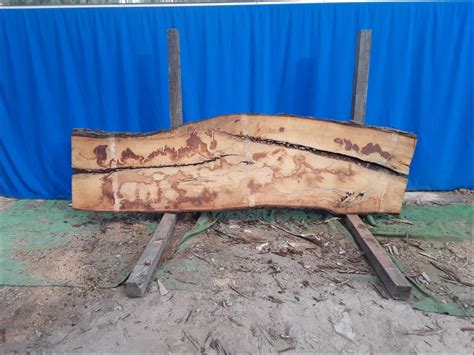 Buy Online Yellow Stringybark