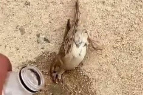 Čovek Povratio Vrapca