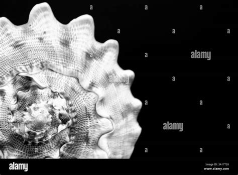 Beautiful Cassis Cornuta On Black Background Monochrome Picture Stock