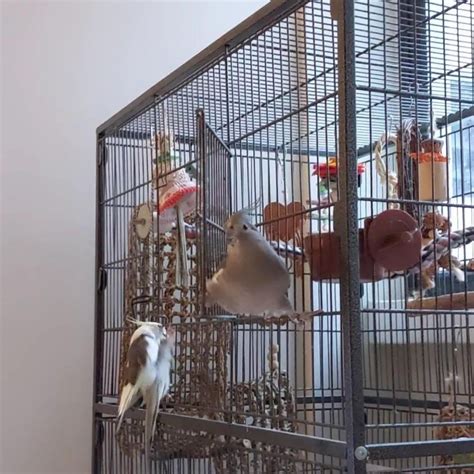 Chicken Split Rcockatiel