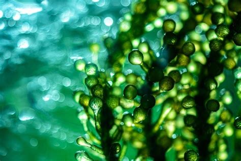 Worlds Largest Mass Microalgae Biomass Production Facility To Open In