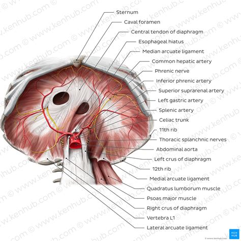 Superior Phrenic Artery
