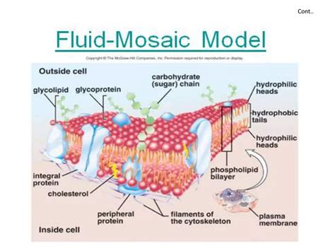 Structure Of Model Membrane Pptx