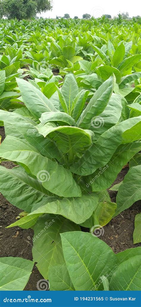 A Plant Of Tobacco Stock Image Image Of Andhrapradesh 194231565