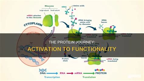 The Protein Journey Activation To Functionality Medshun