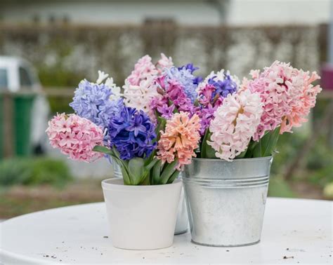 Hyacinth Vs Lavender A Comprehensive Comparison Guide Foliage Friend