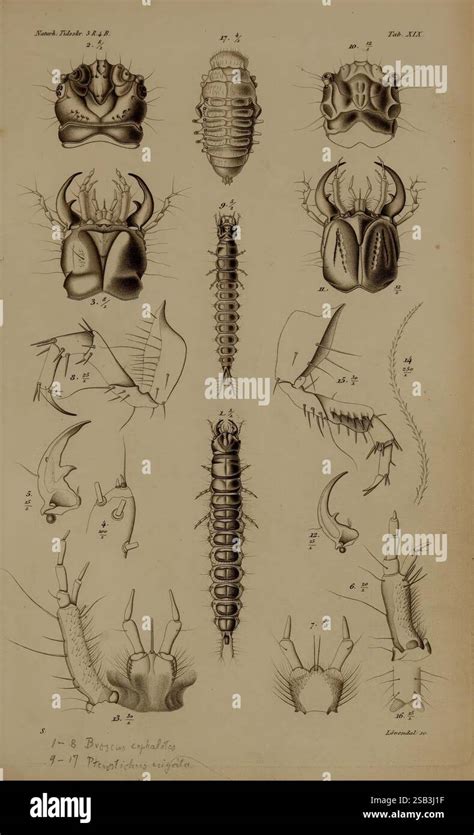 A Scientific Illustration Showcasing Various Insect Anatomy And
