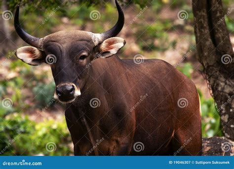 Seladang Stock Image Image Of Tree Adult Penang Munch 19046307