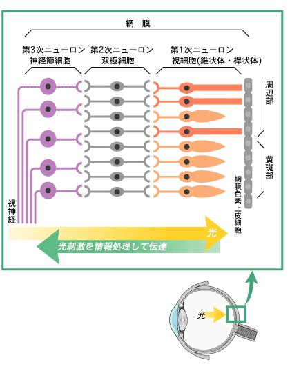 網膜の構造