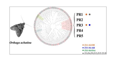 Functional Characterization Of Odorant Receptors For Sex Pheromone Z