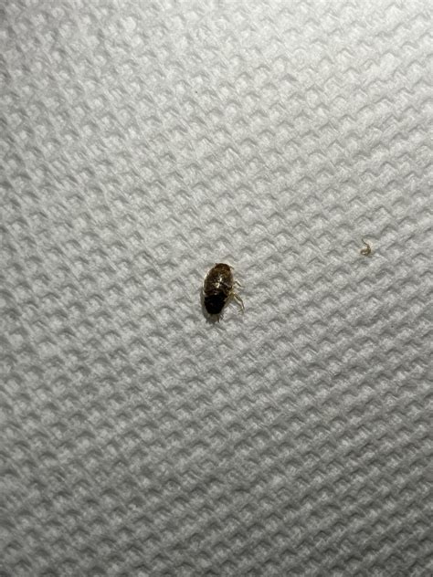 Bedbug Or Cockroach Rbedbugs