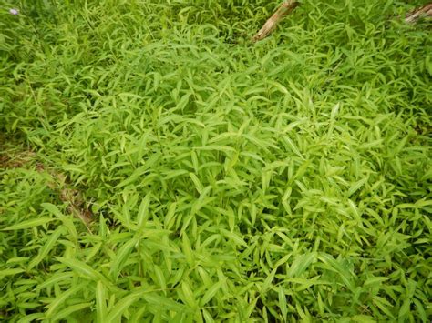 Invasive Species Western New York Prism