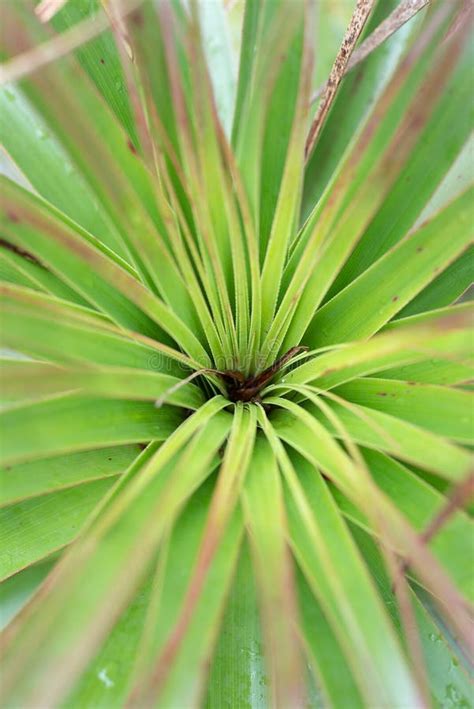 Close Up Detail Of Pandani Or Giant Grass Tree Stock Image Image Of