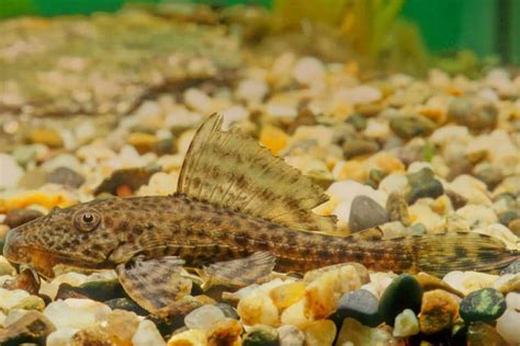 Sucker Fish Species Info Pictures And Care Guide