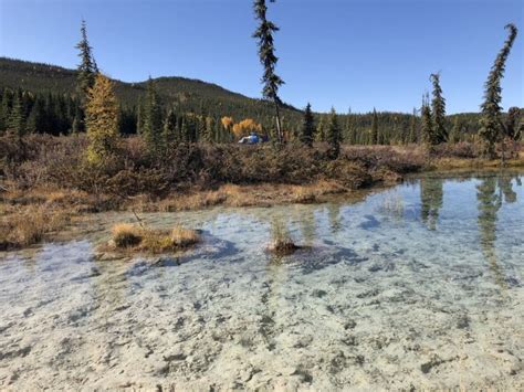 Parks Canada Takes Steps To Protect Rare Flower Found Only In N W T Park Reserve Cbc News