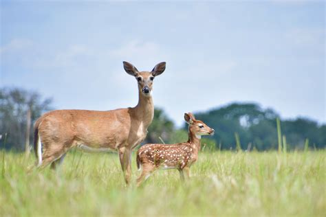 Whitetail Deer Doe With Fawn