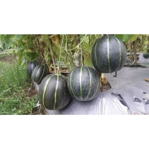 Jual Benih Tanaman Blewah Blaster Repack 8 Butir Shopee Indonesia