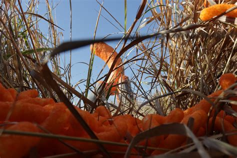Albertans Get First Look At 16 Foot Tall Cheeto Statue The Press