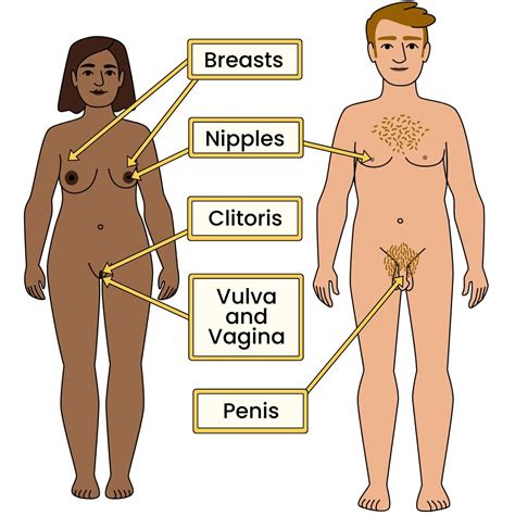 Why Do People Have Sex Healthy Respect