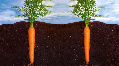 Findef Development Foundation