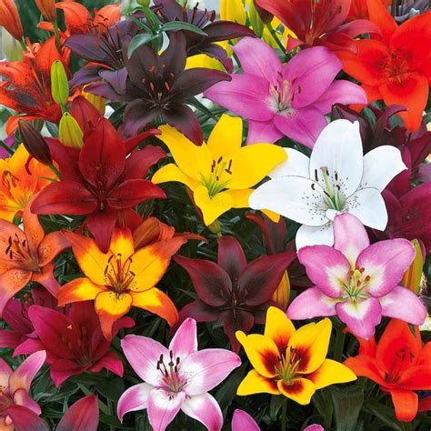 Découvrez Les Caractéristiques Et Les Spécificités Du Lys