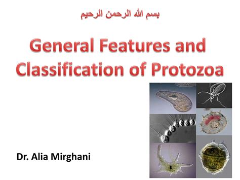 Solution Classification Of Protozoa Studypool
