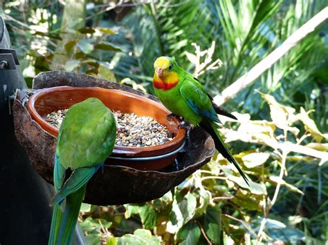 Best Food For Quaker Parrots List Of A Healthy Balanced Diet Pettitudes