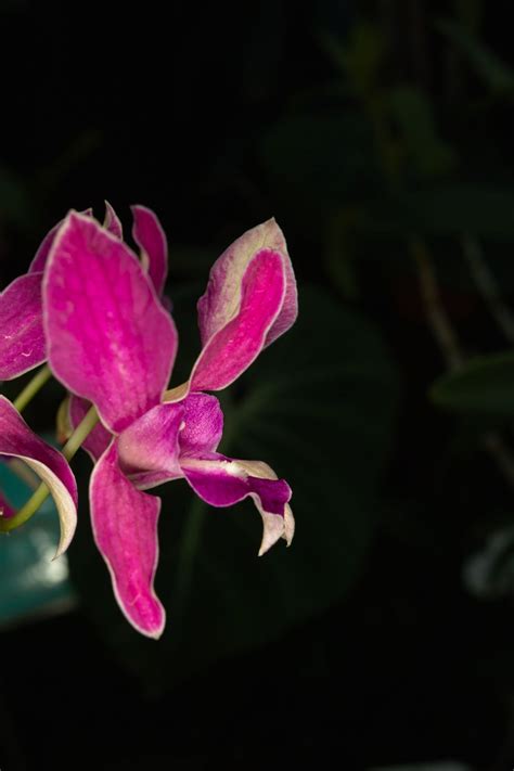 Dendrobium Superbum