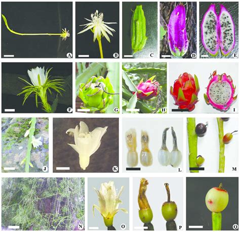Figure 1 From Pericarp Development In Fruit Of Epiphytic Cacti