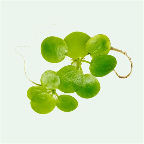 Limnobium Laevigatum Amazon Frogbit Floating Plants Glass Aqua