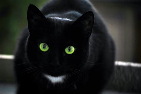 Black Kittens With Green Eyes Wallpapers Wallpaper Cave