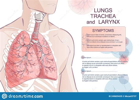 Lungs Alveoli Human Respiratory System Anatomy Royalty Free Stock