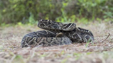 Python Vs Rattlesnake Which Deadly Snake Would Win In A Fight A Z
