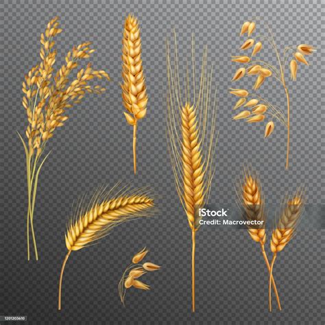 Gandum Gandum Gandum Sereal Beras Transparan Realistis Ilustrasi Stok