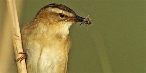 Insecticides Harm Birds Indirectly The Scientist