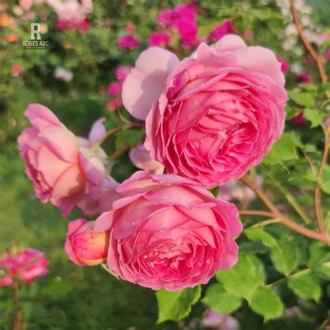 Roses Abc Rose Jubilee Celebration