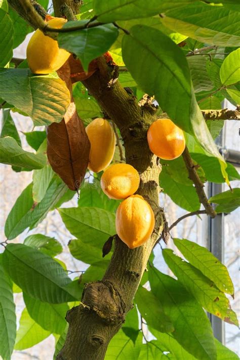 Cacao Tree Or Theobroma Cacao Plant In Zurich In Switzerland 432025