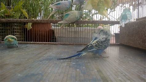 잉꼬새 부화 과정 공개 귀여운 새끼 잉꼬새를 만나다 Youtube