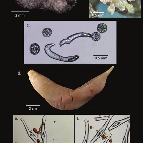 Class Asteroidea Asteriidae Sp A Dorsal View And B Ventral View