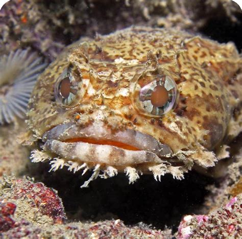 Oyster Toadfish Cards The Universe And Everything Wiki Fandom