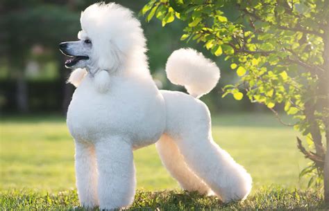 10 Raças De Cachorro Brancas Que São Simplesmente Lindas E Fofas