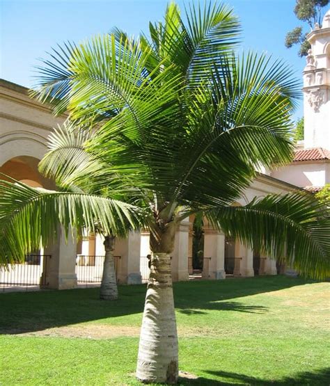 Majestic Palm 12 Pot Hello Hello Plants And Garden Supplies