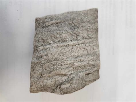 Skolithos Member Collections The Fossil Forum