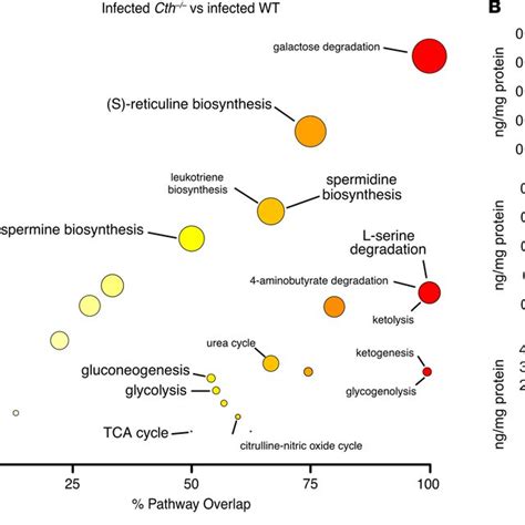 Bindu Paul Professor Associate Doctor Of Philosophy Johns