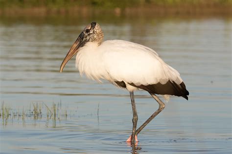 Everglades Safari Park