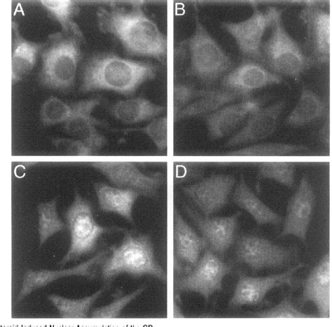 Figure 1 From Evidence That The Fk506 Binding Immunophilin Heat Shock