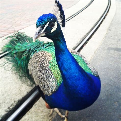Premium Photo Close Up Of Peacock