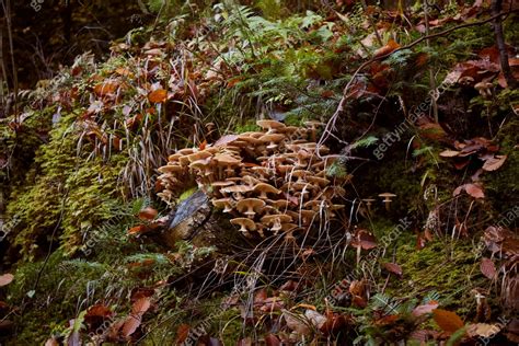 Beautiful Cluster Of Mushrooms Growing On A Fallen Tree In An Autumn