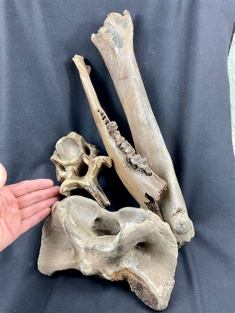 4 Big Fossilized Steppe Bison Bones Skeleton Bos Catawiki