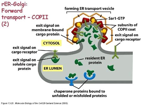 Vesicular Transport Dr Med Habil Khidai Lszl Assoc